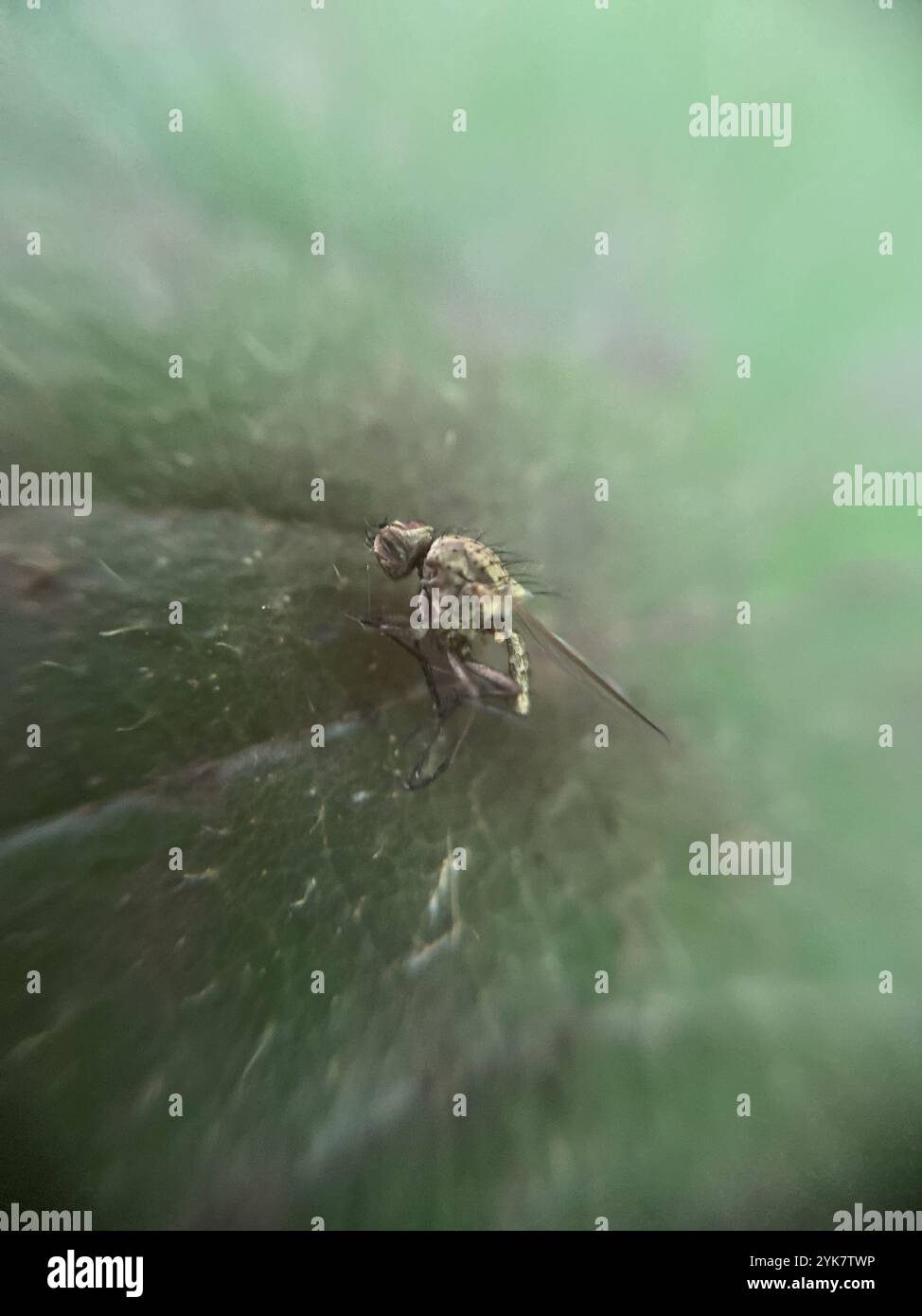 Root-maggot Flies (Anthomyiidae Stock Photo - Alamy