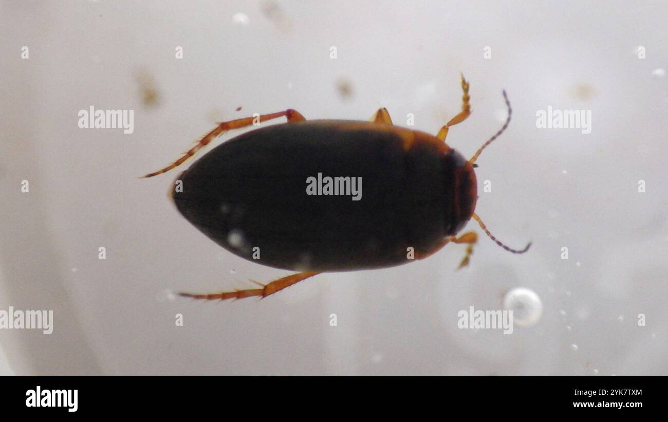 Hydroporus hi-res stock photography and images - Alamy
