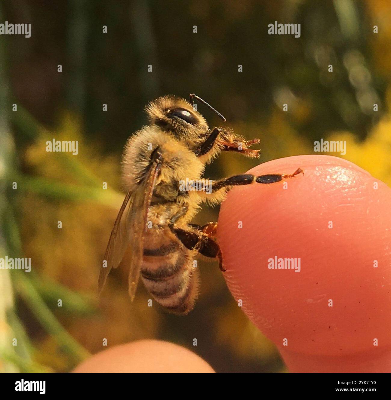 Western Honey Bee (Apis mellifera Stock Photo - Alamy