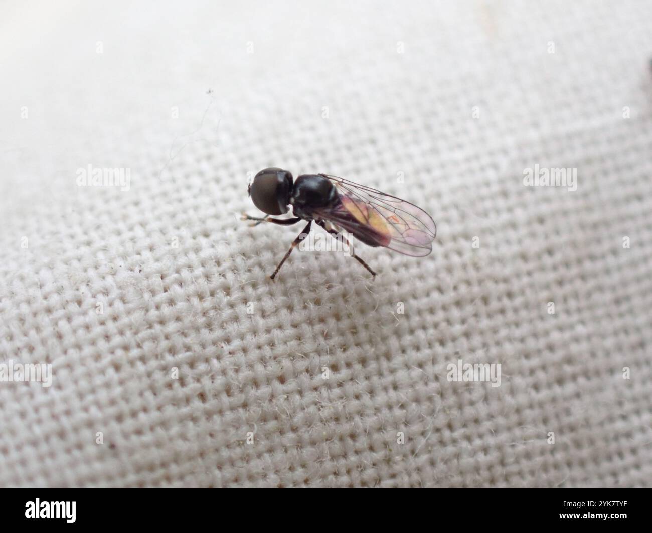 Big-headed Flies (Pipunculidae Stock Photo - Alamy