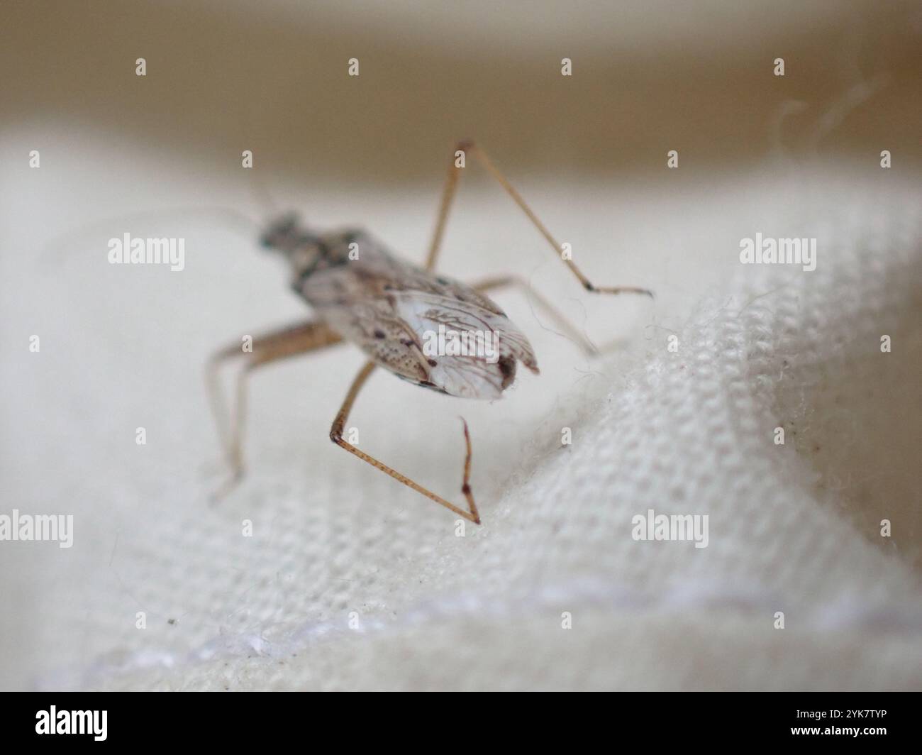 Common Damsel Bug (Nabis americoferus Stock Photo - Alamy