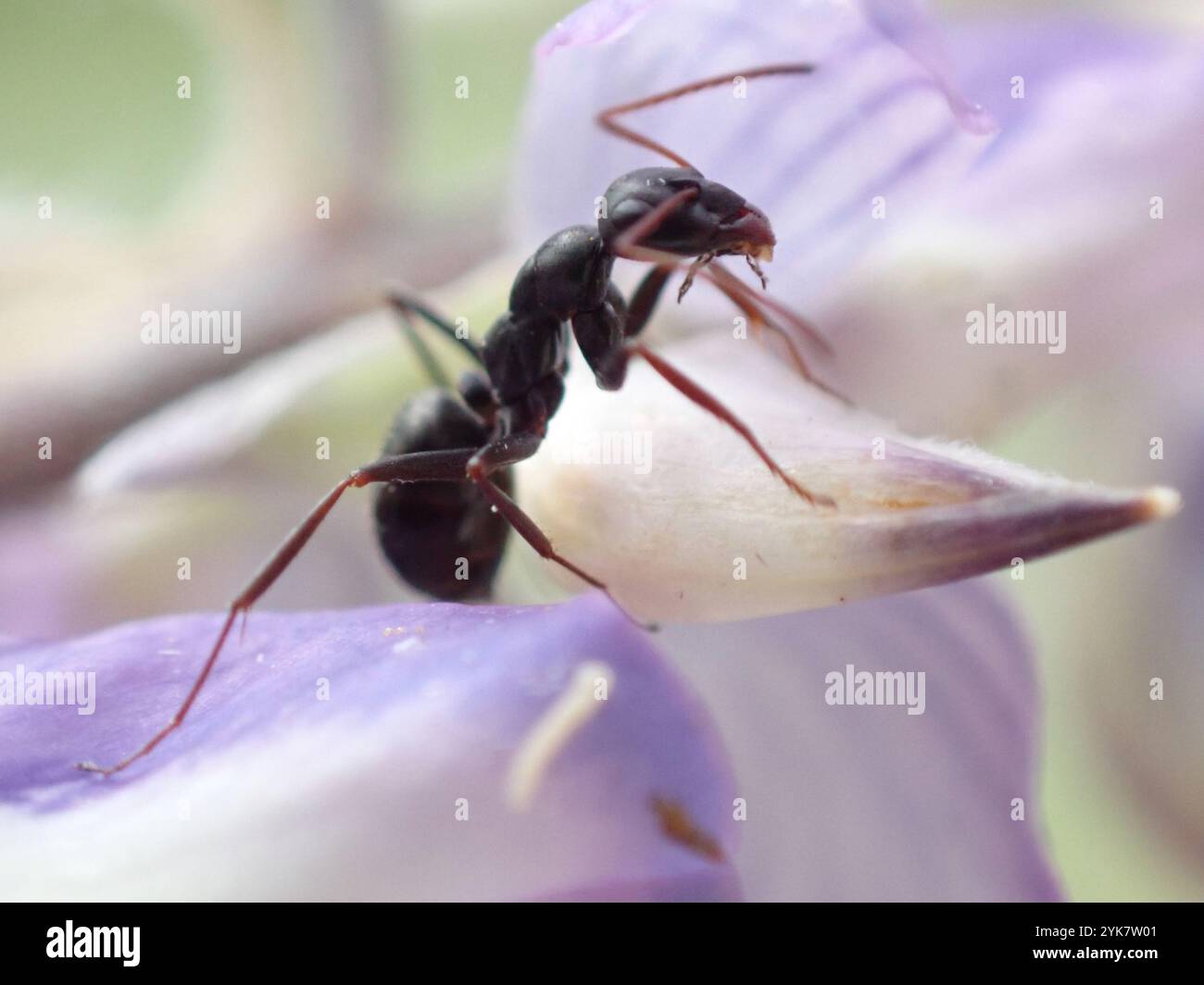 fusca-group Field Ants and Allies (Formica fusca Stock Photo - Alamy