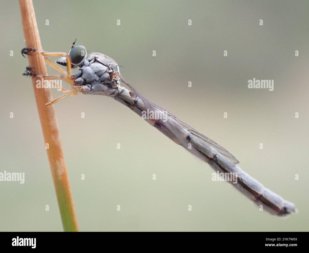 Slender Robberflies (Leptogaster Stock Photo - Alamy