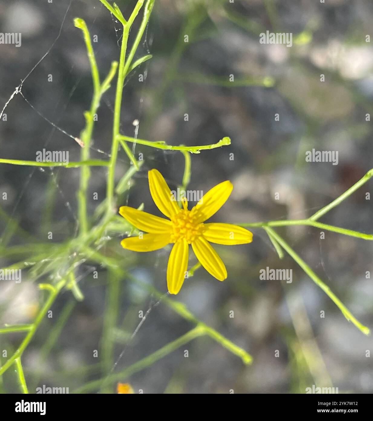 prairie broomweed (Amphiachyris dracunculoides Stock Photo - Alamy