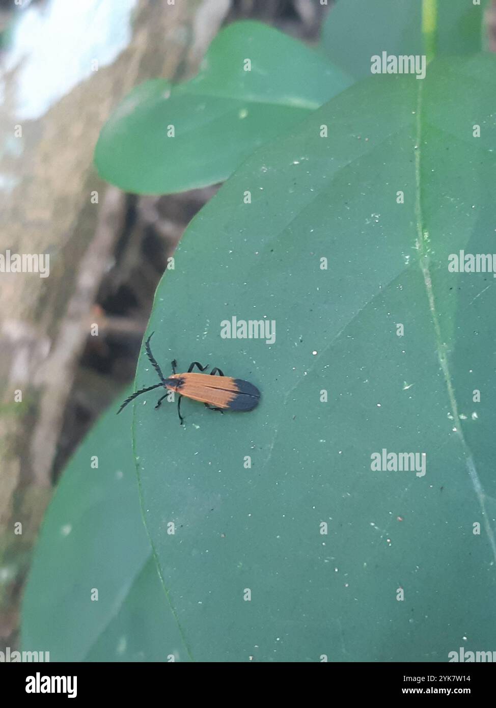 Net-winged Beetles (Lycidae Stock Photo - Alamy