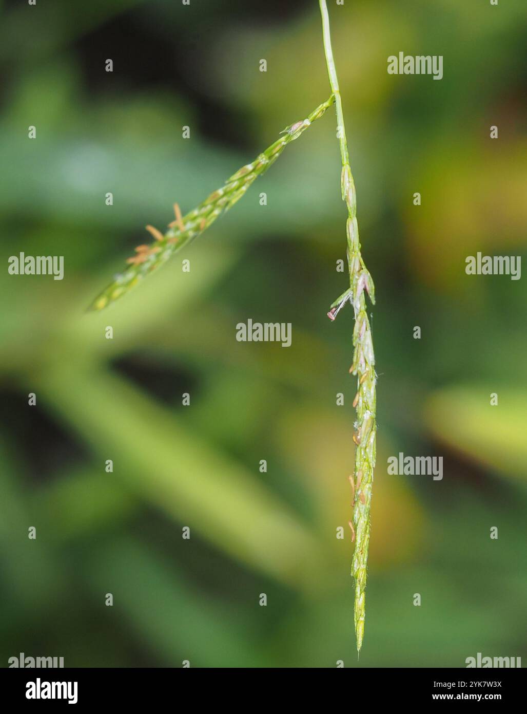 Japanese stiltgrass (Microstegium vimineum Stock Photo - Alamy