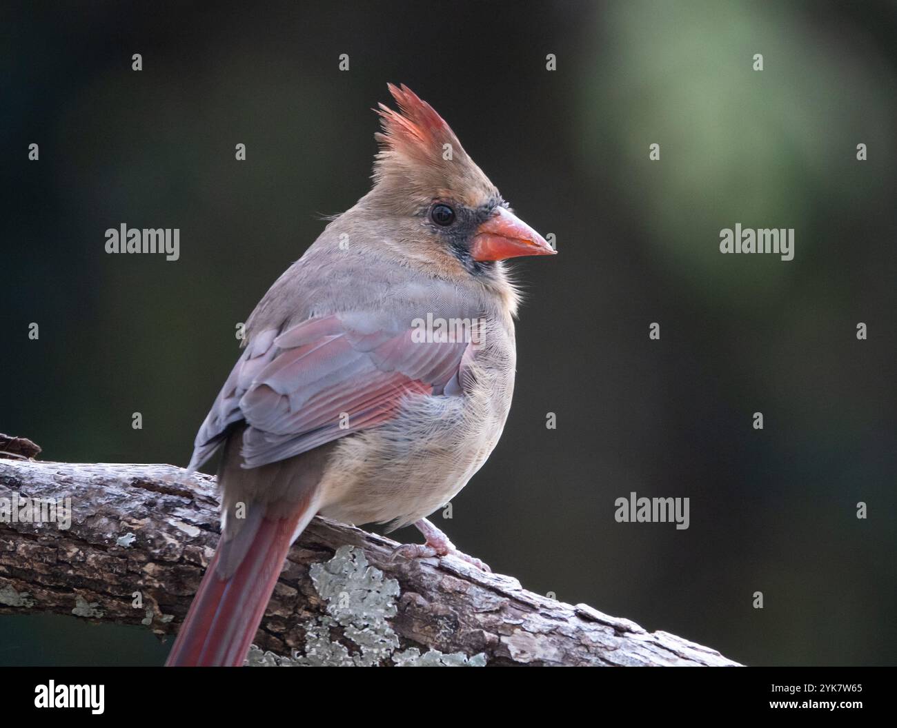Female cardinal hi-res stock photography and images - Alamy