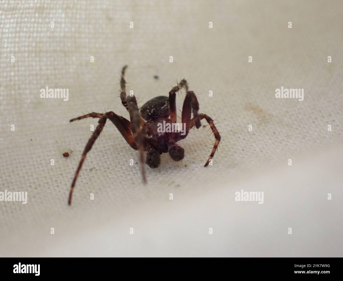 Furrow Spiders (Larinioides Stock Photo - Alamy