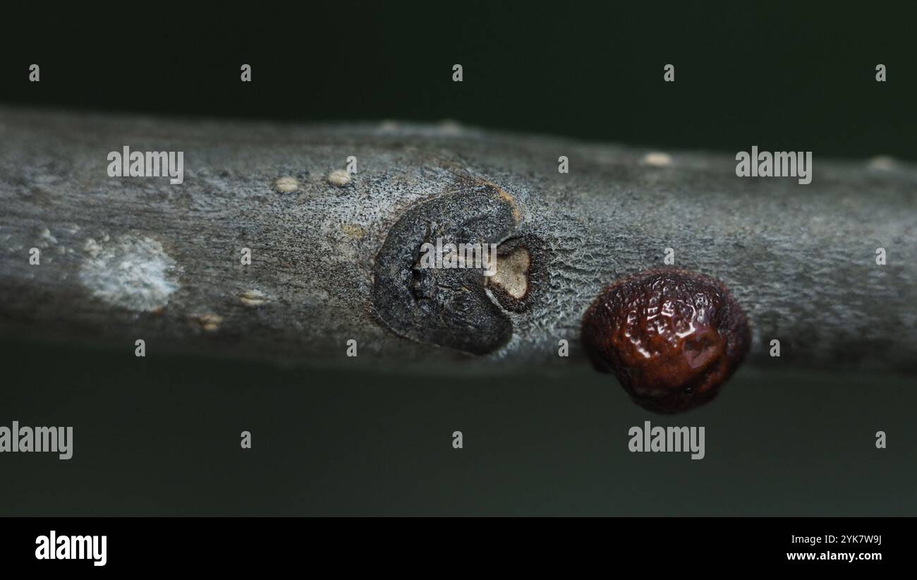 Parthenolecanium hi-res stock photography and images - Alamy