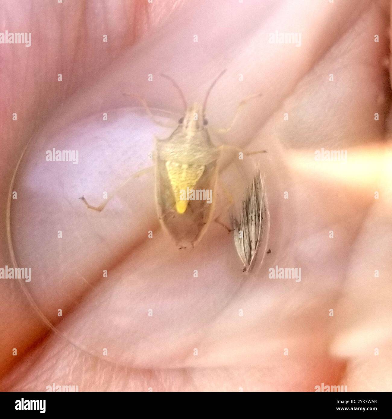 Rice stink bug hi-res stock photography and images - Alamy