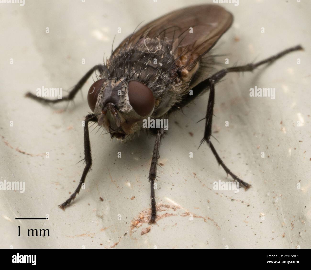 Cluster Flies (Pollenia Stock Photo - Alamy