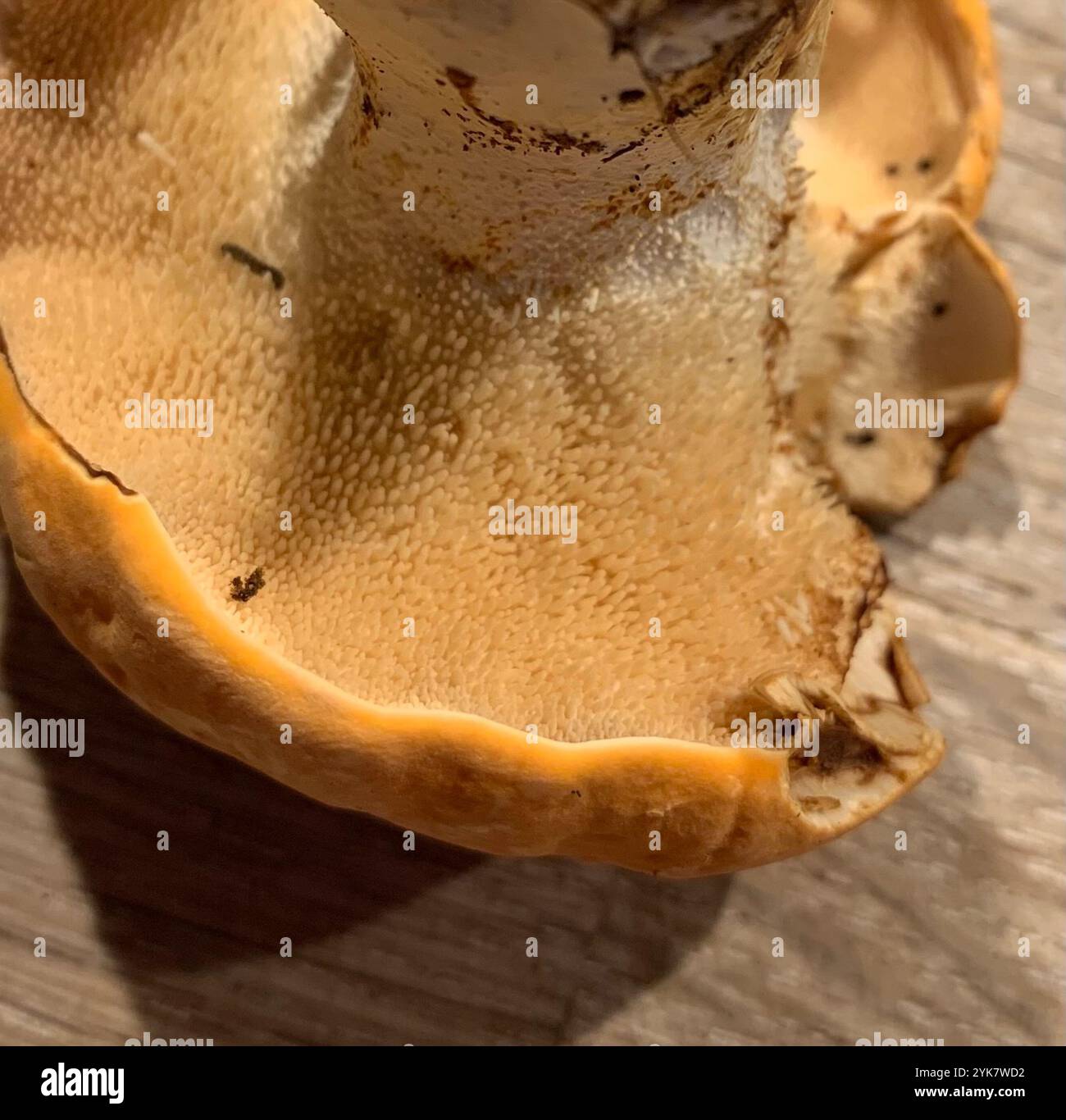 Wood Hedgehog (Hydnum repandum Stock Photo - Alamy