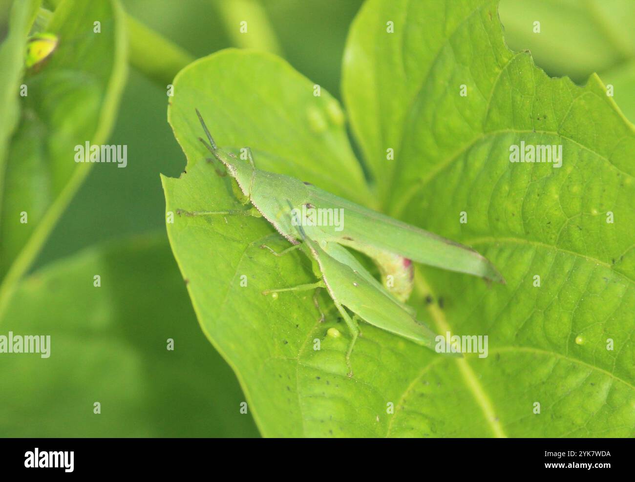 Atractomorpha lata hi-res stock photography and images - Alamy