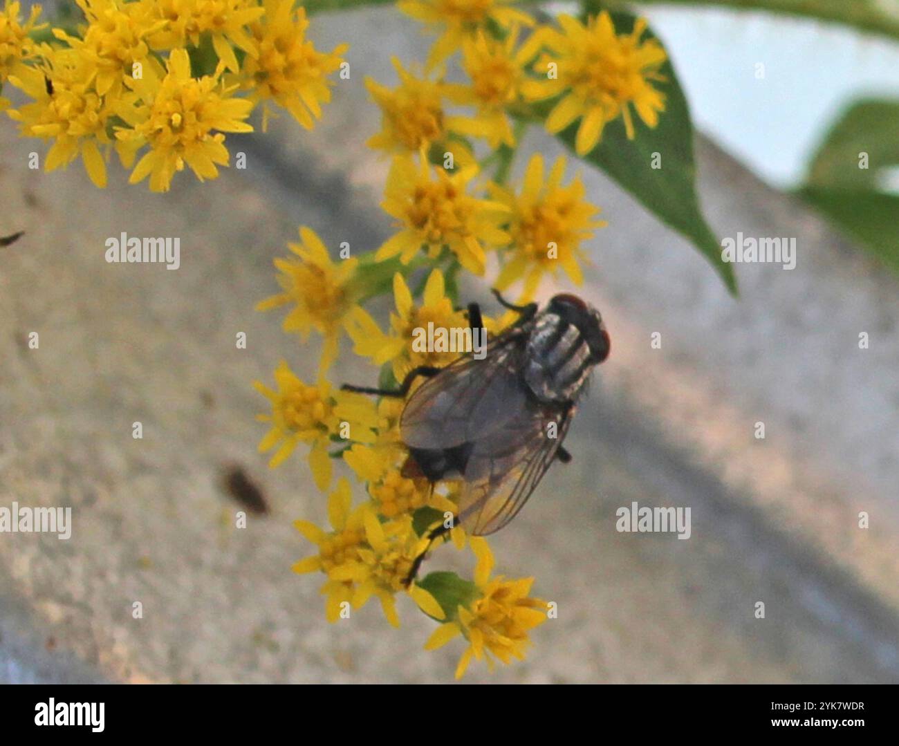 Common Flesh Flies (Sarcophaga Stock Photo - Alamy