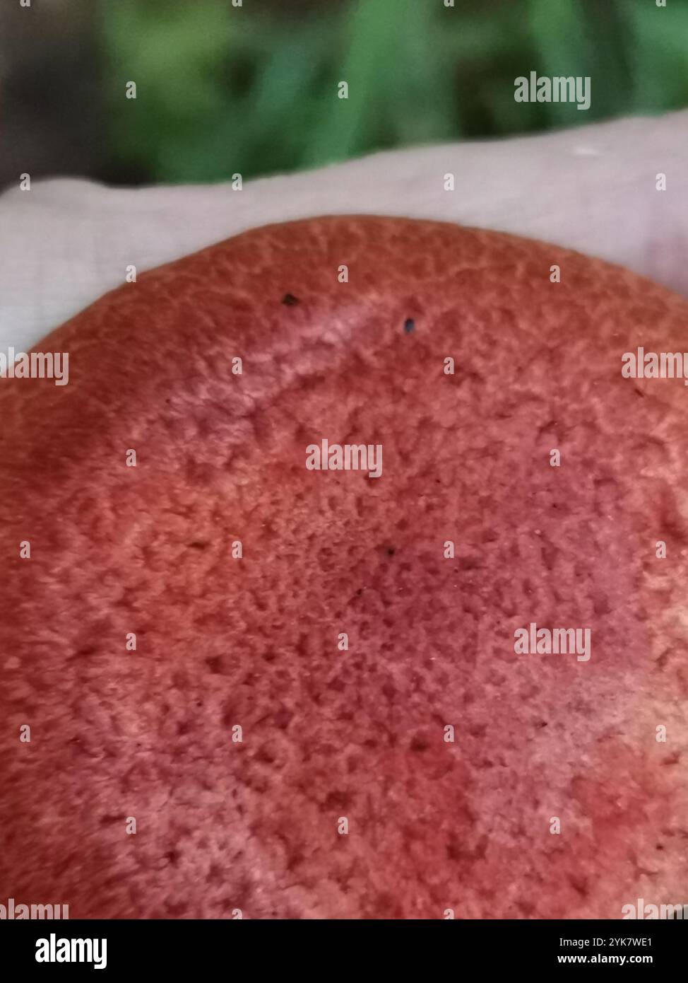 Cortinarius bolaris hi-res stock photography and images - Alamy