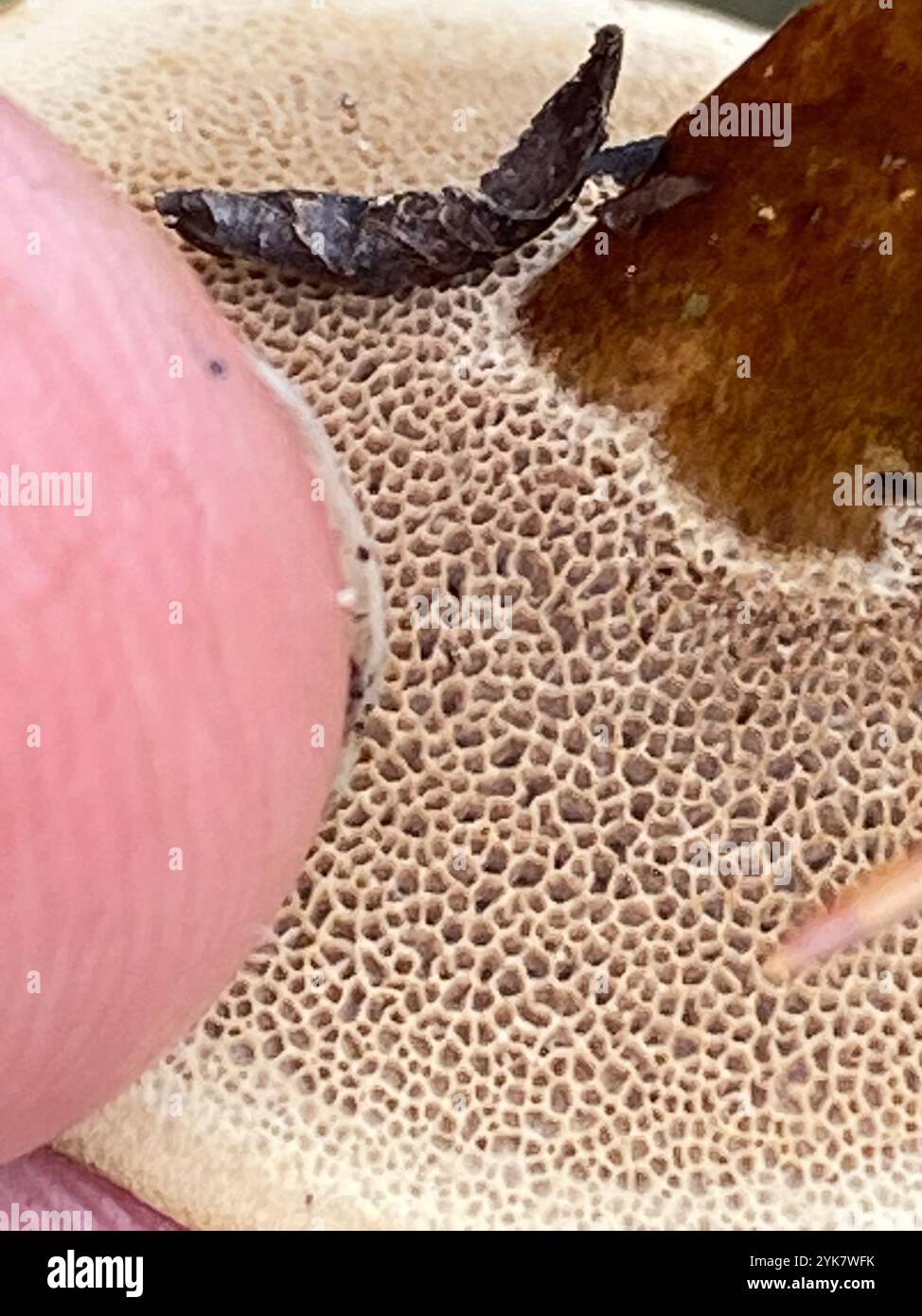 Brown Funnel Polypore (Coltricia perennis Stock Photo - Alamy