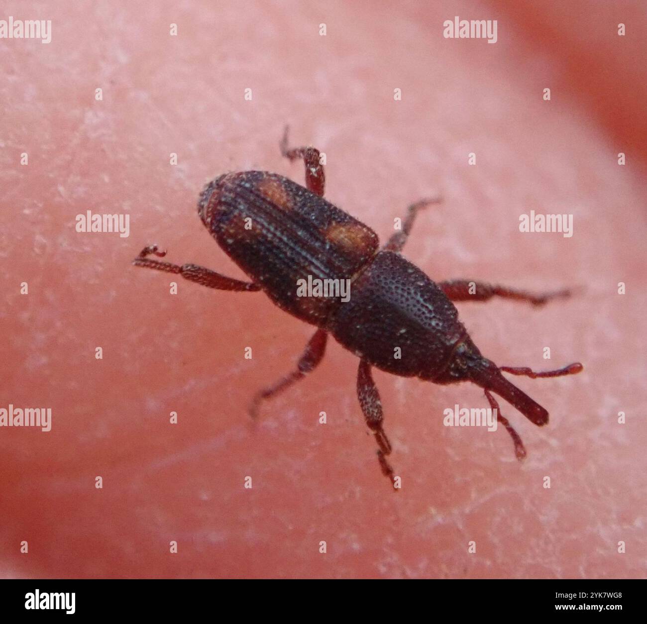 Grain Weevils (Sitophilus Stock Photo - Alamy