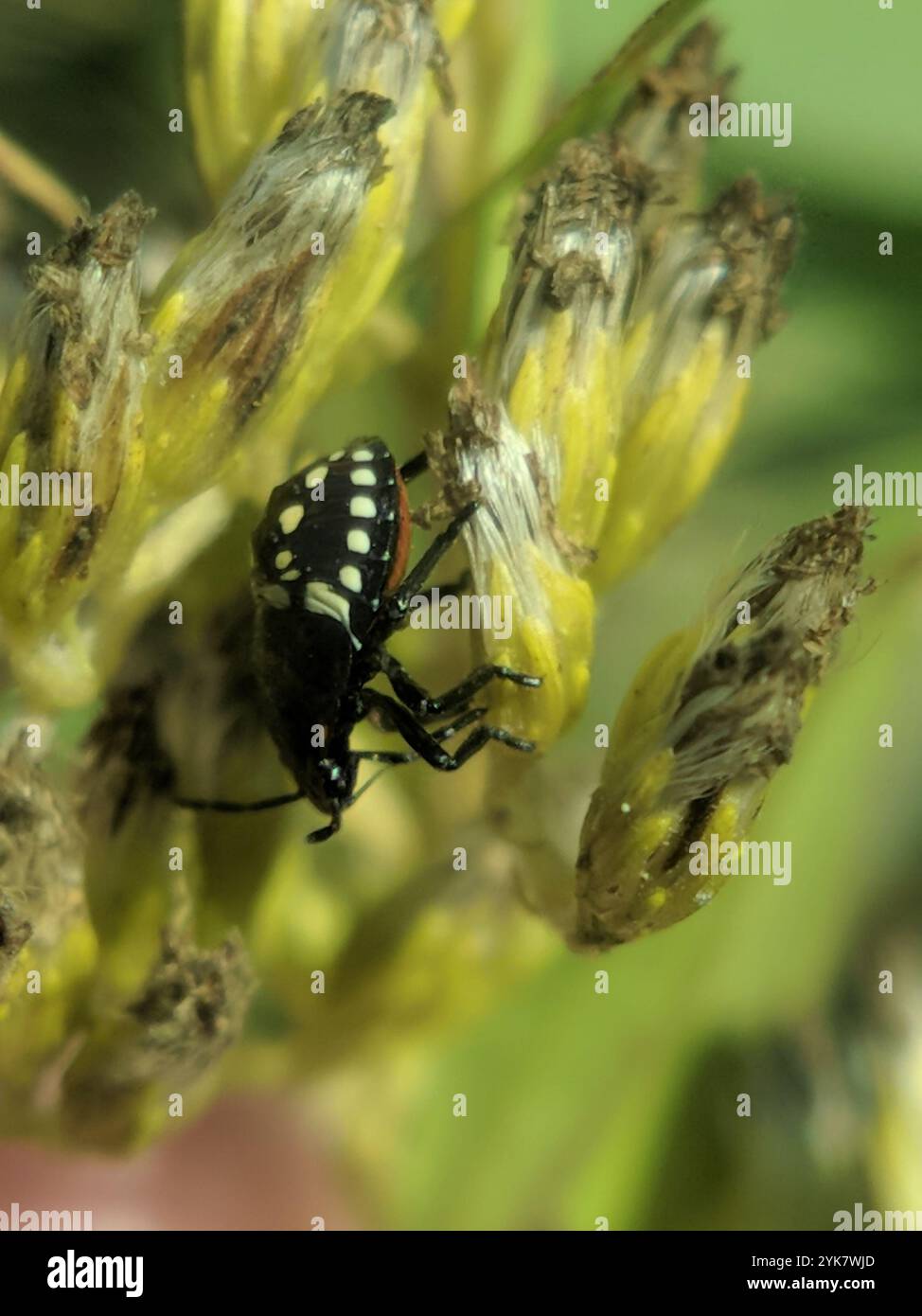 Southern Green Stink Bug (Nezara viridula Stock Photo - Alamy