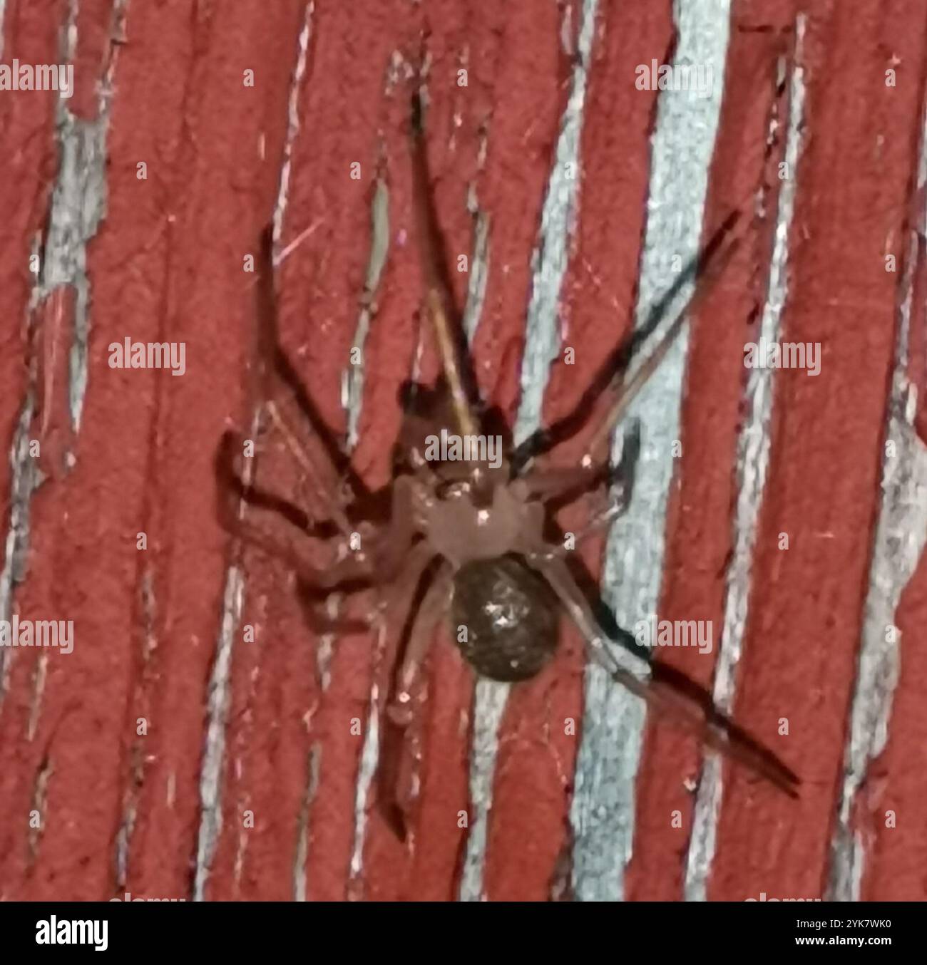 Typical Cobweb Spiders (Theridion Stock Photo - Alamy