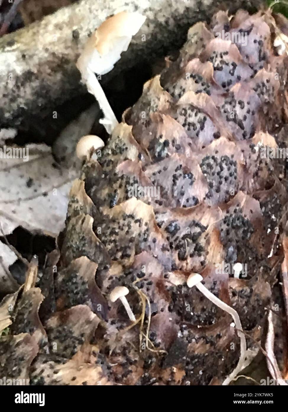 Conifercone hi-res stock photography and images - Alamy