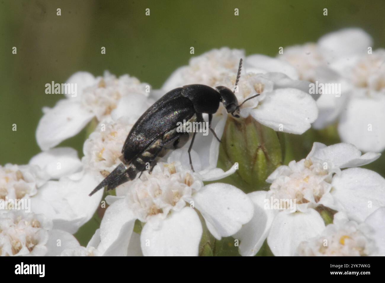 Mordella hi-res stock photography and images - Alamy