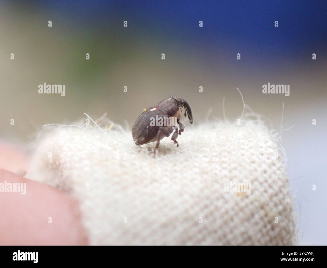 Punctiger hi-res stock photography and images - Alamy