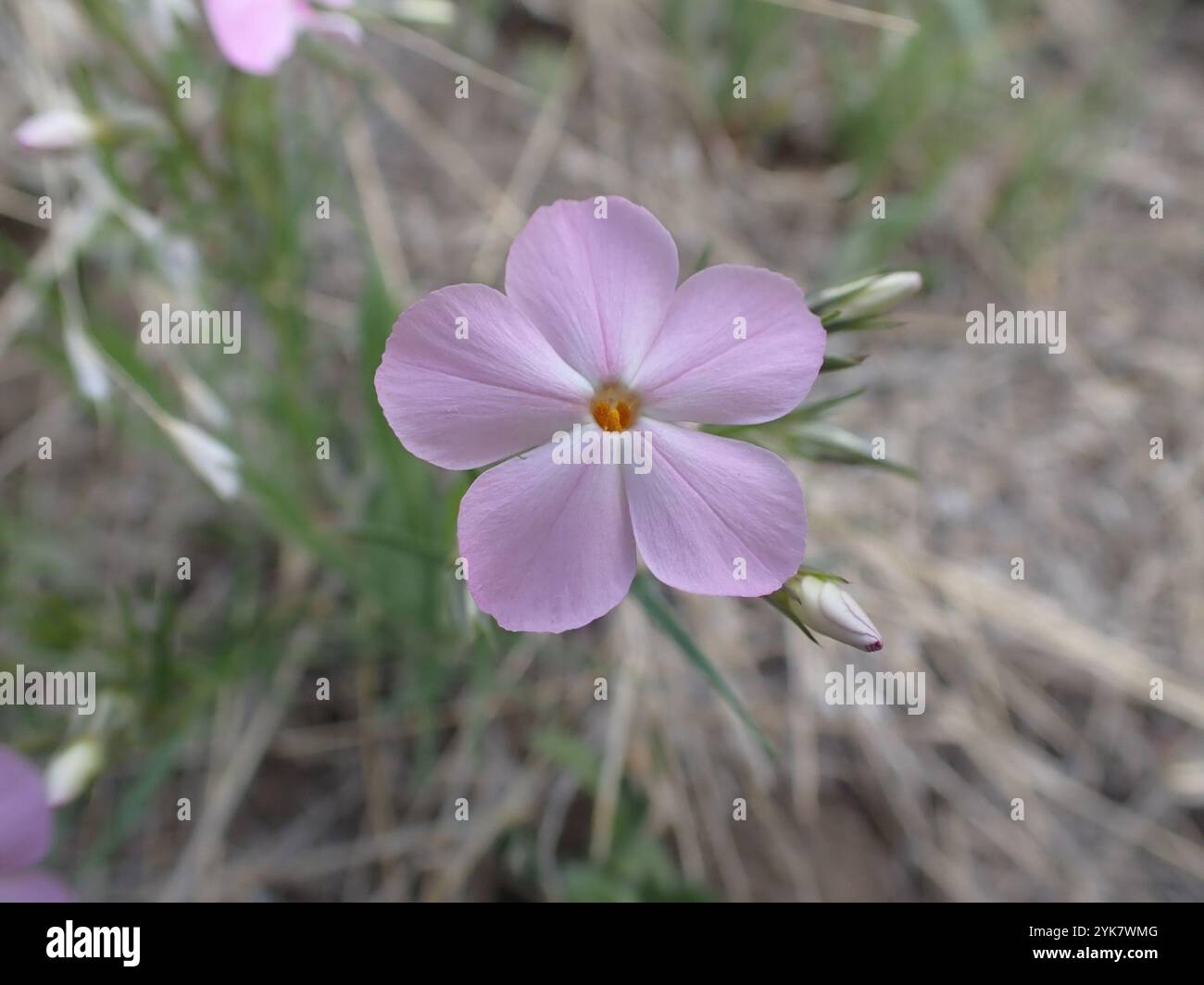 Longleaf Phlox (Phlox longifolia Stock Photo - Alamy