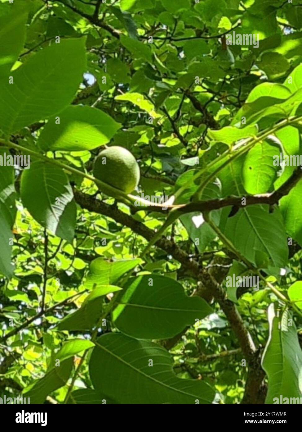 Persian walnut (Juglans regia Stock Photo - Alamy