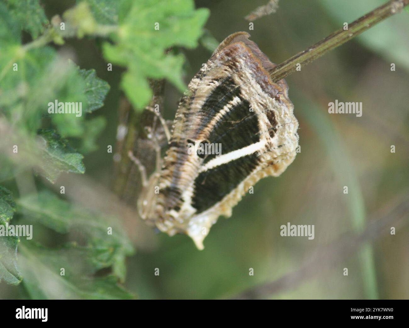 Dot-underwing Moth (Eudocima materna Stock Photo - Alamy