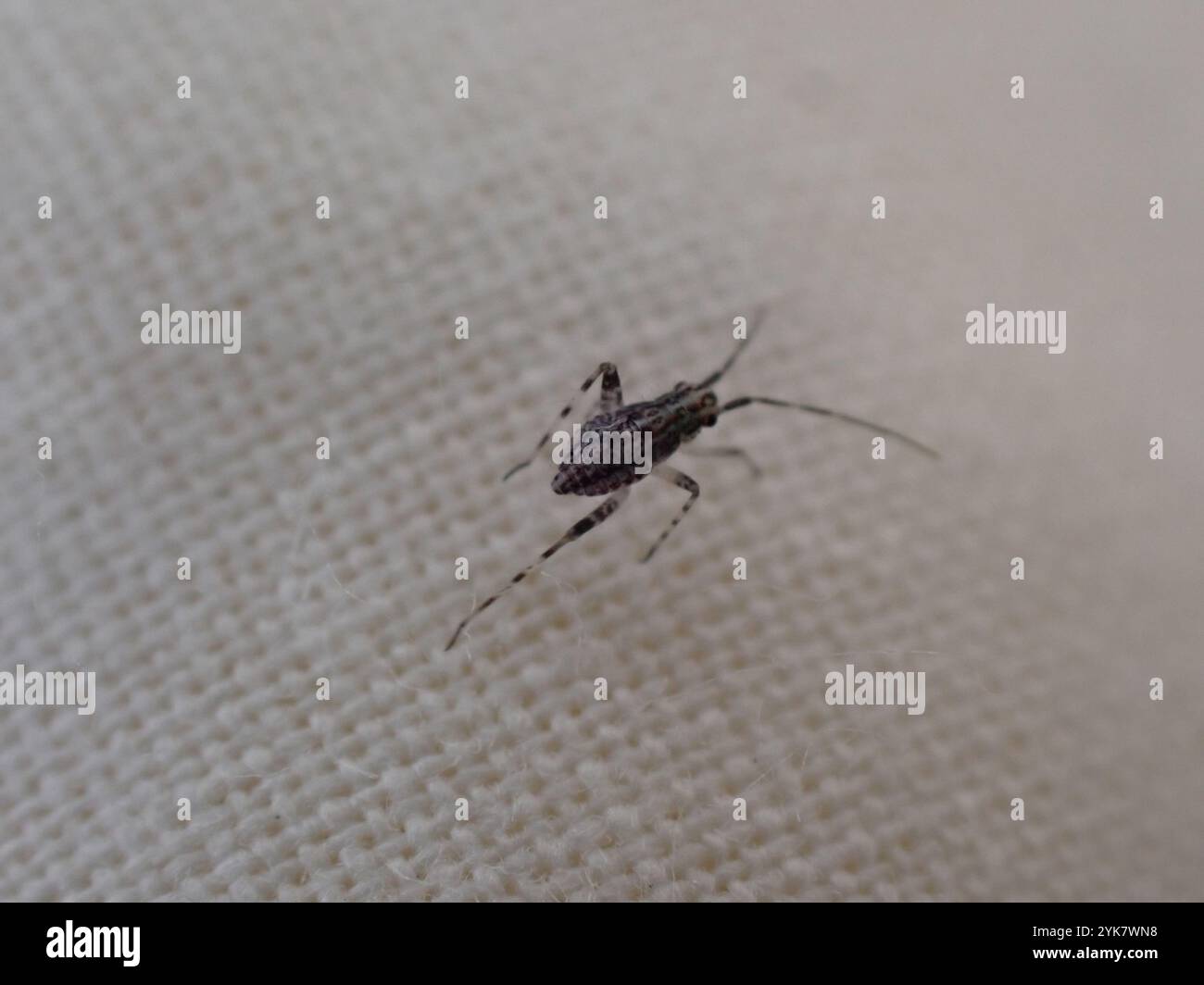 True Bugs (Heteroptera Stock Photo - Alamy