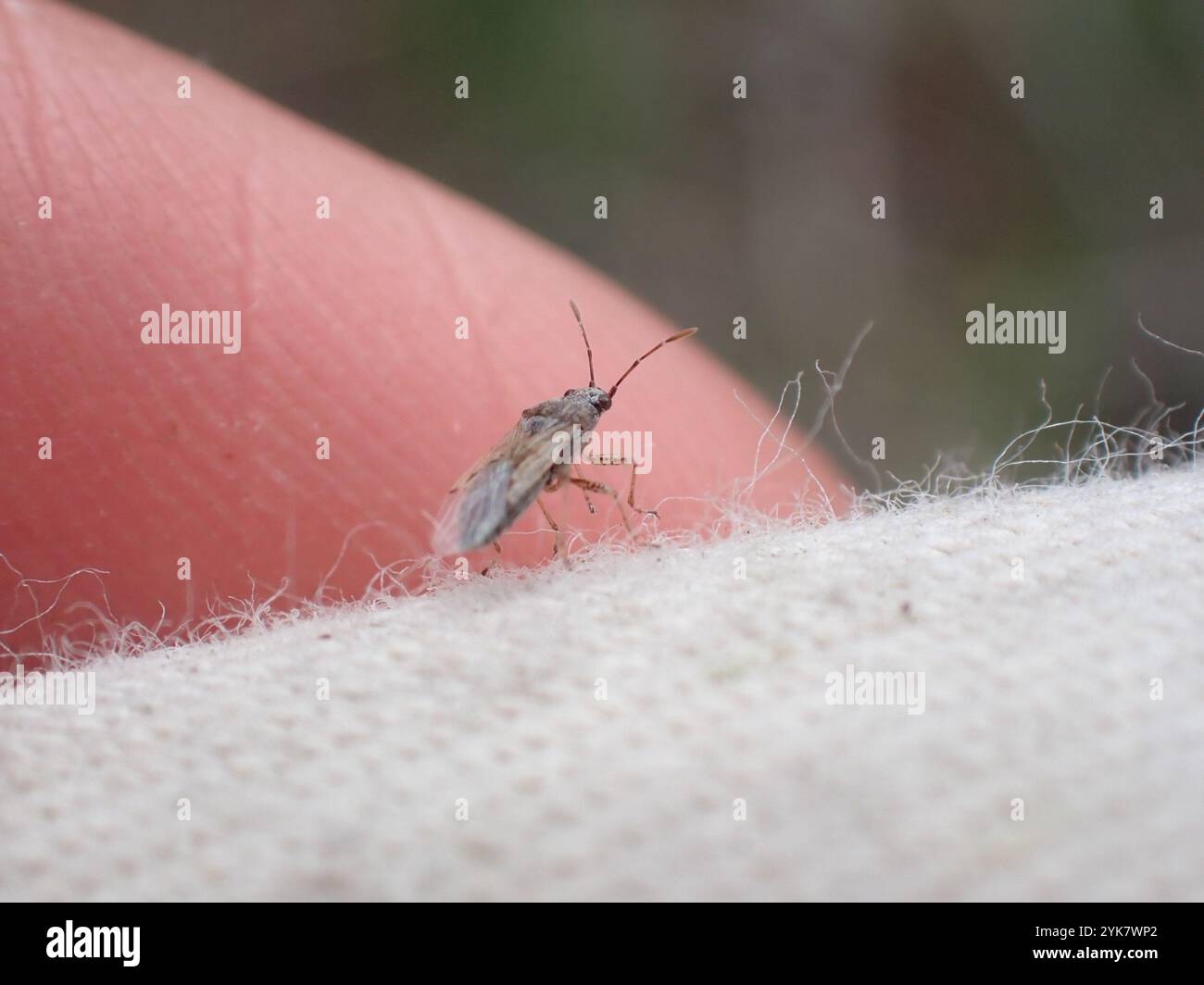 True Bugs (Heteroptera Stock Photo - Alamy