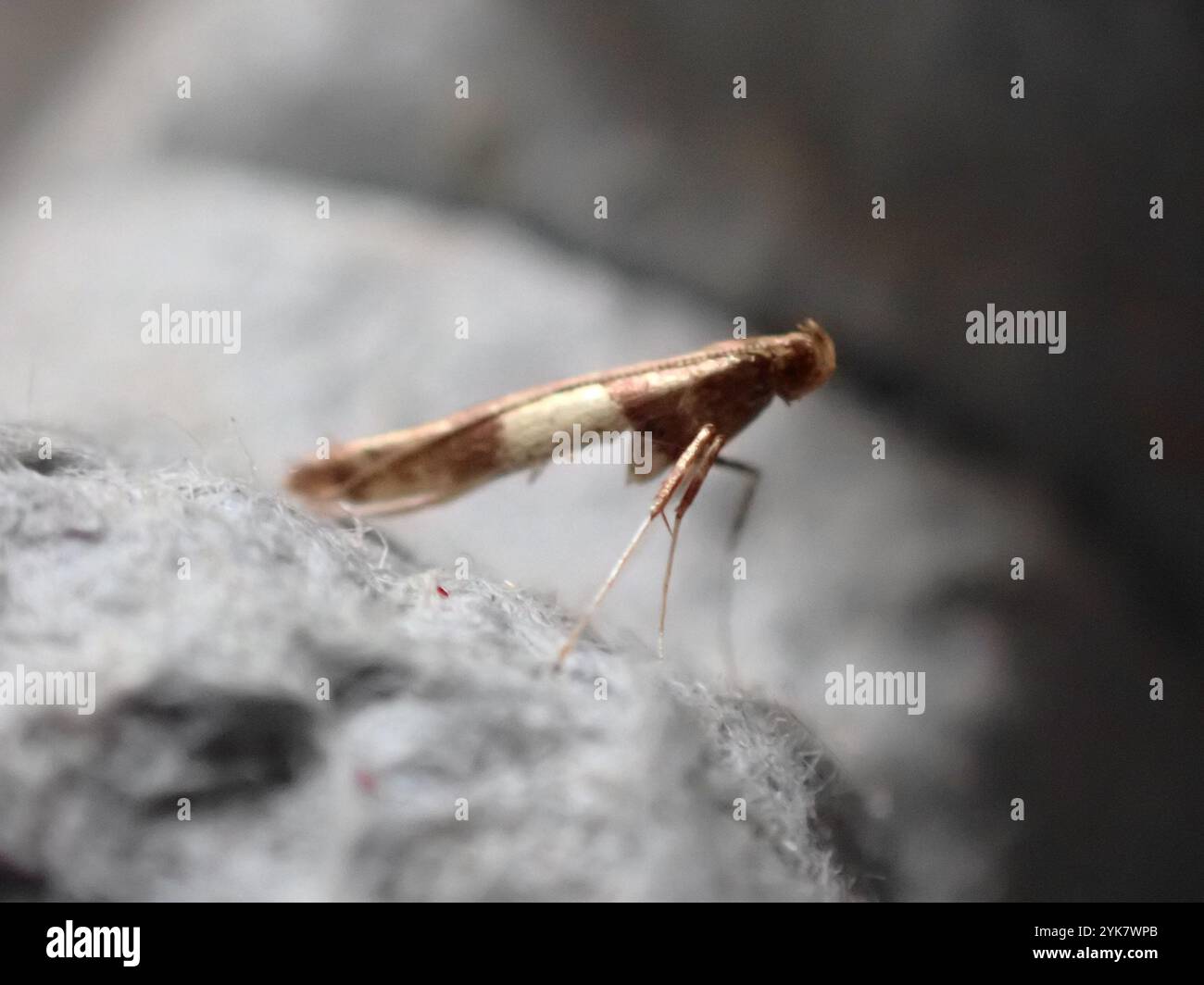 Willow Leafcone Caterpillar Moth (Caloptilia stigmatella Stock Photo ...