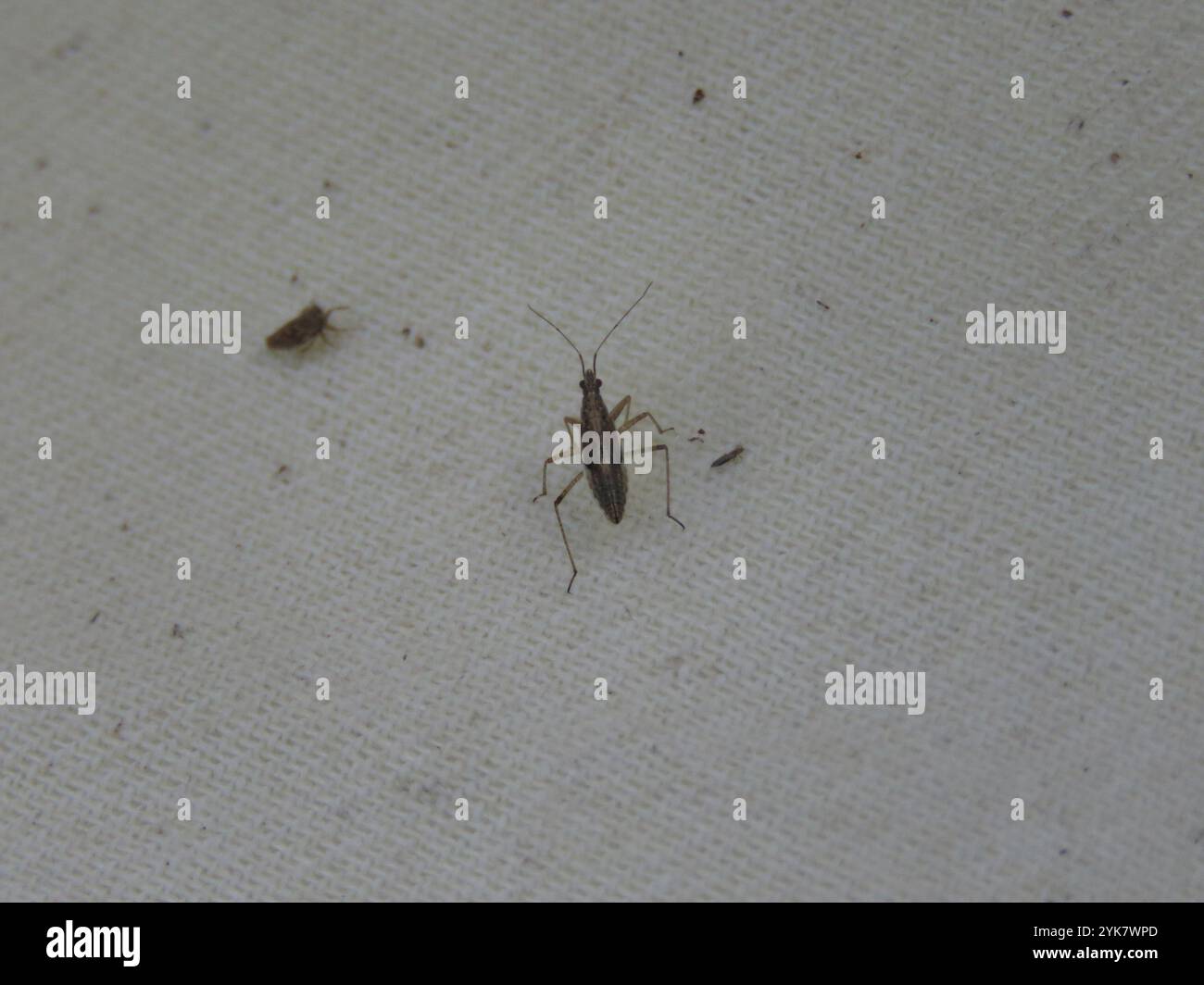 True Bugs (Heteroptera Stock Photo - Alamy