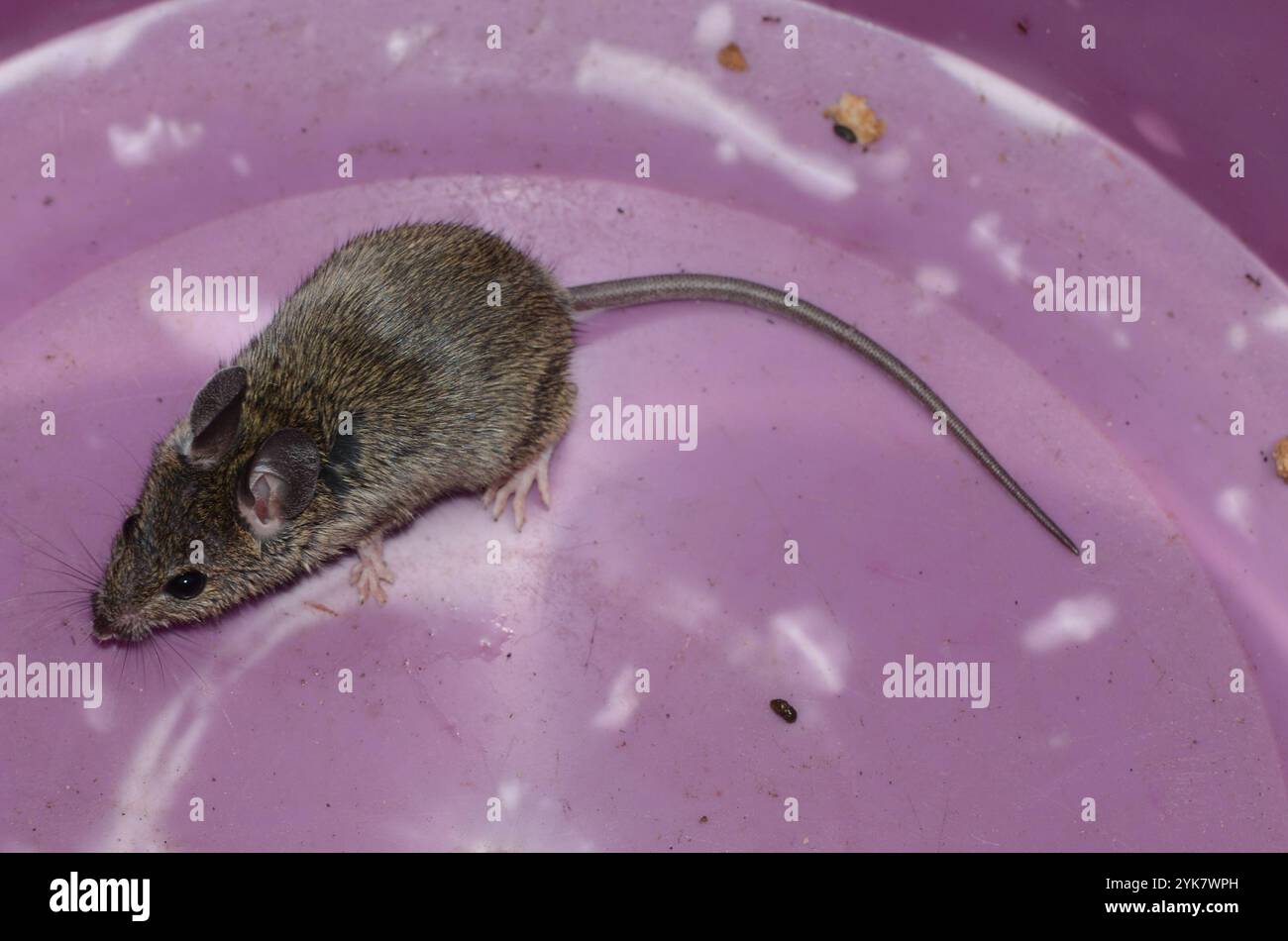 Natal Multimammate Mouse (Mastomys natalensis Stock Photo - Alamy