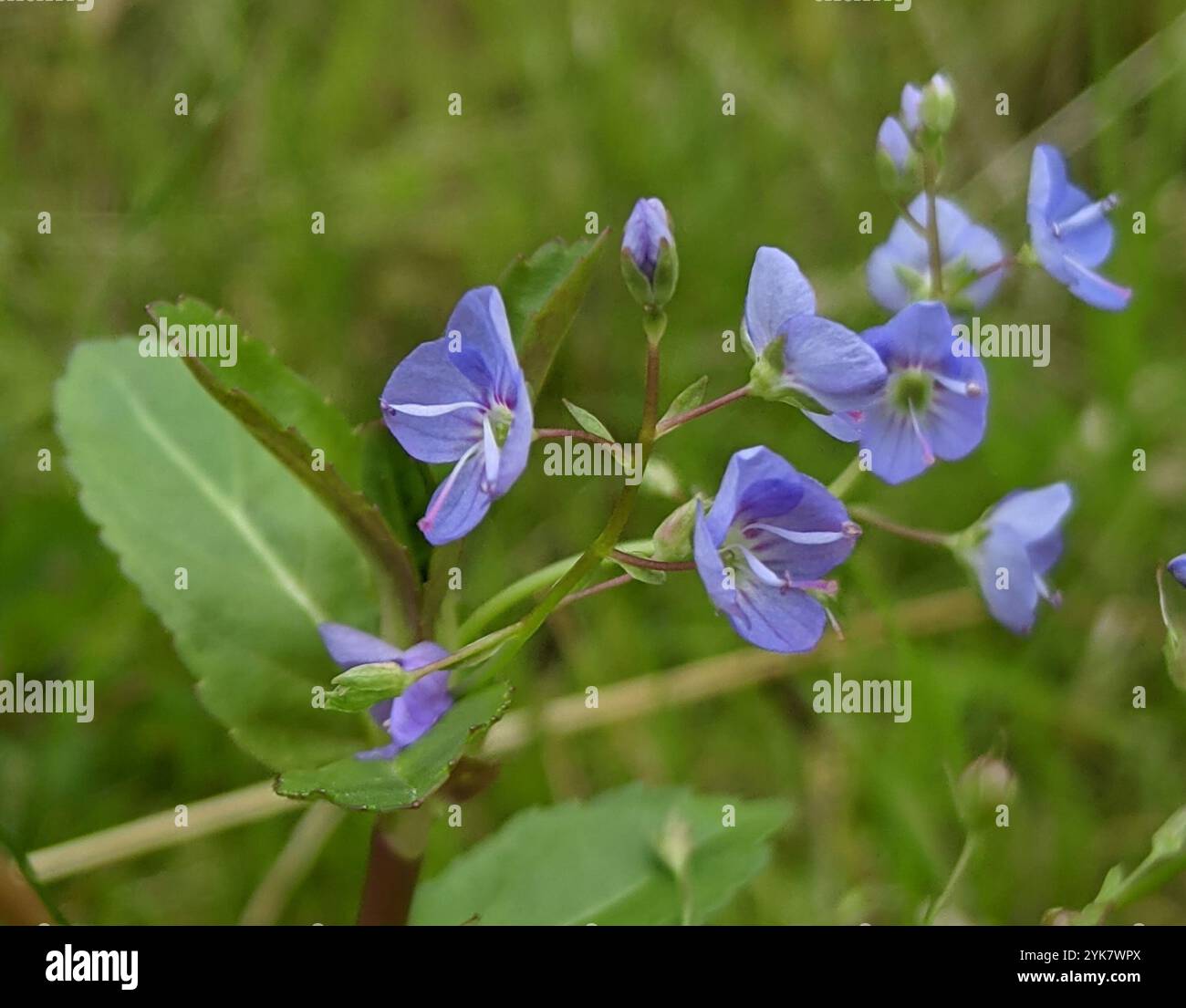 American brooklime (Veronica americana Stock Photo - Alamy