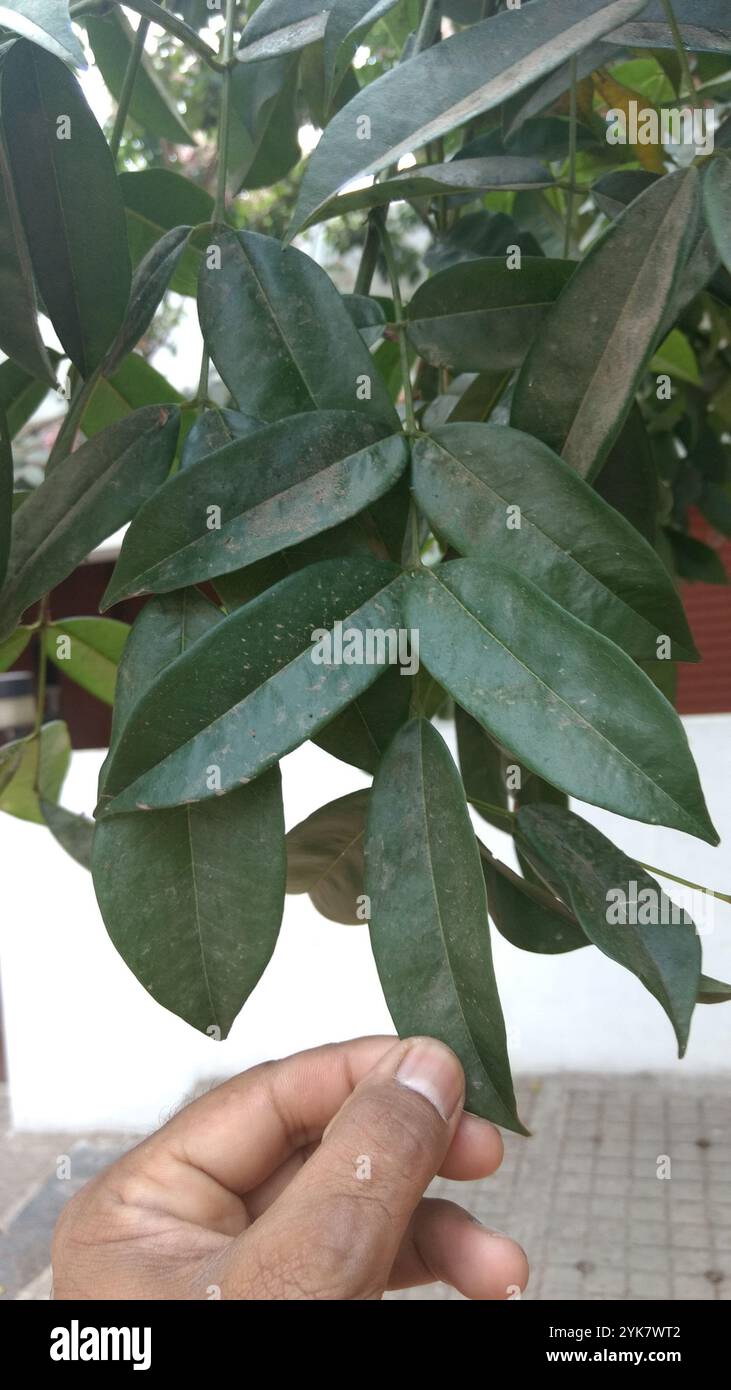 Andira inermis hi-res stock photography and images - Alamy