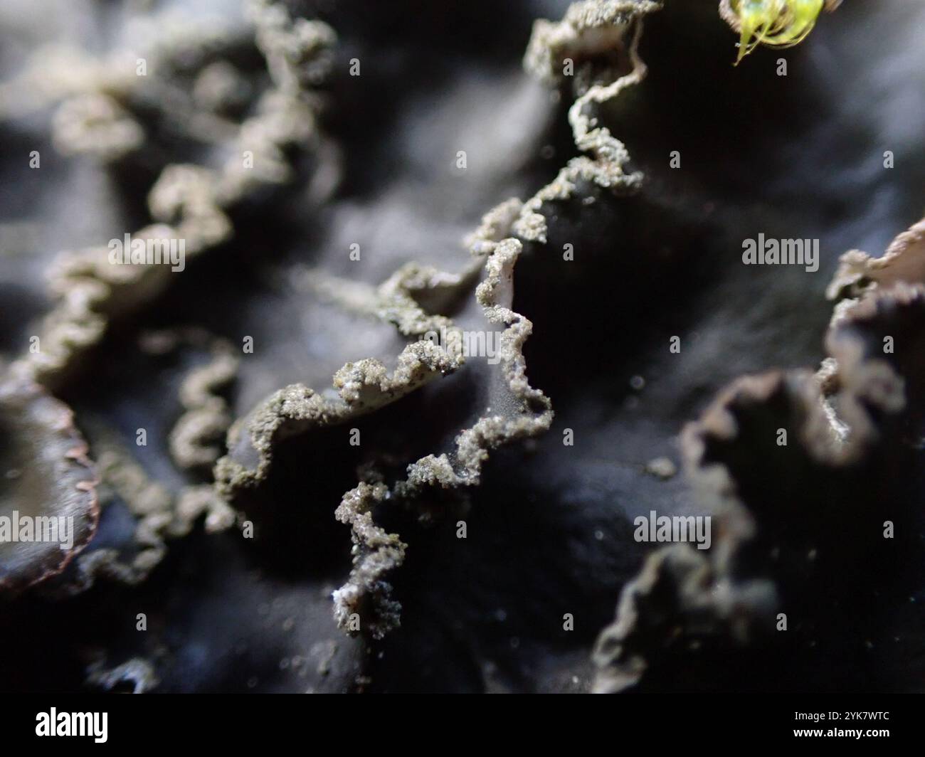 tree pelt lichen (Peltigera collina Stock Photo - Alamy