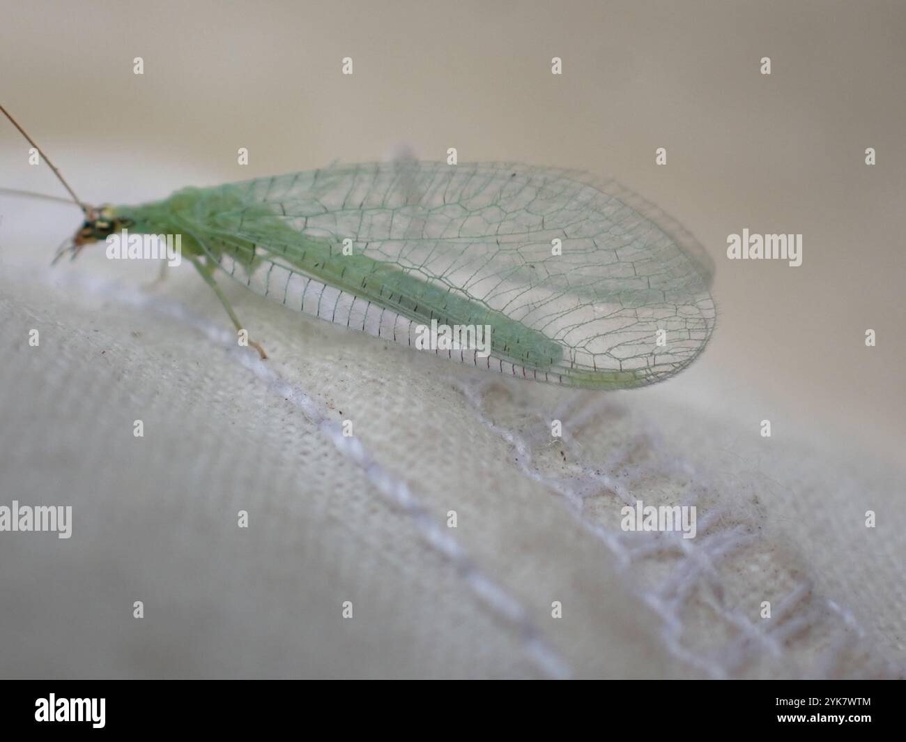 Golden-eyed lacewing (Chrysopa oculata Stock Photo - Alamy