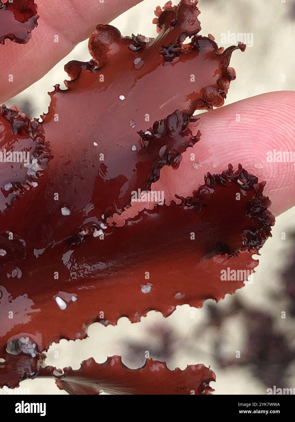 Grape Tongue (Cryptopleura ruprechtiana Stock Photo - Alamy