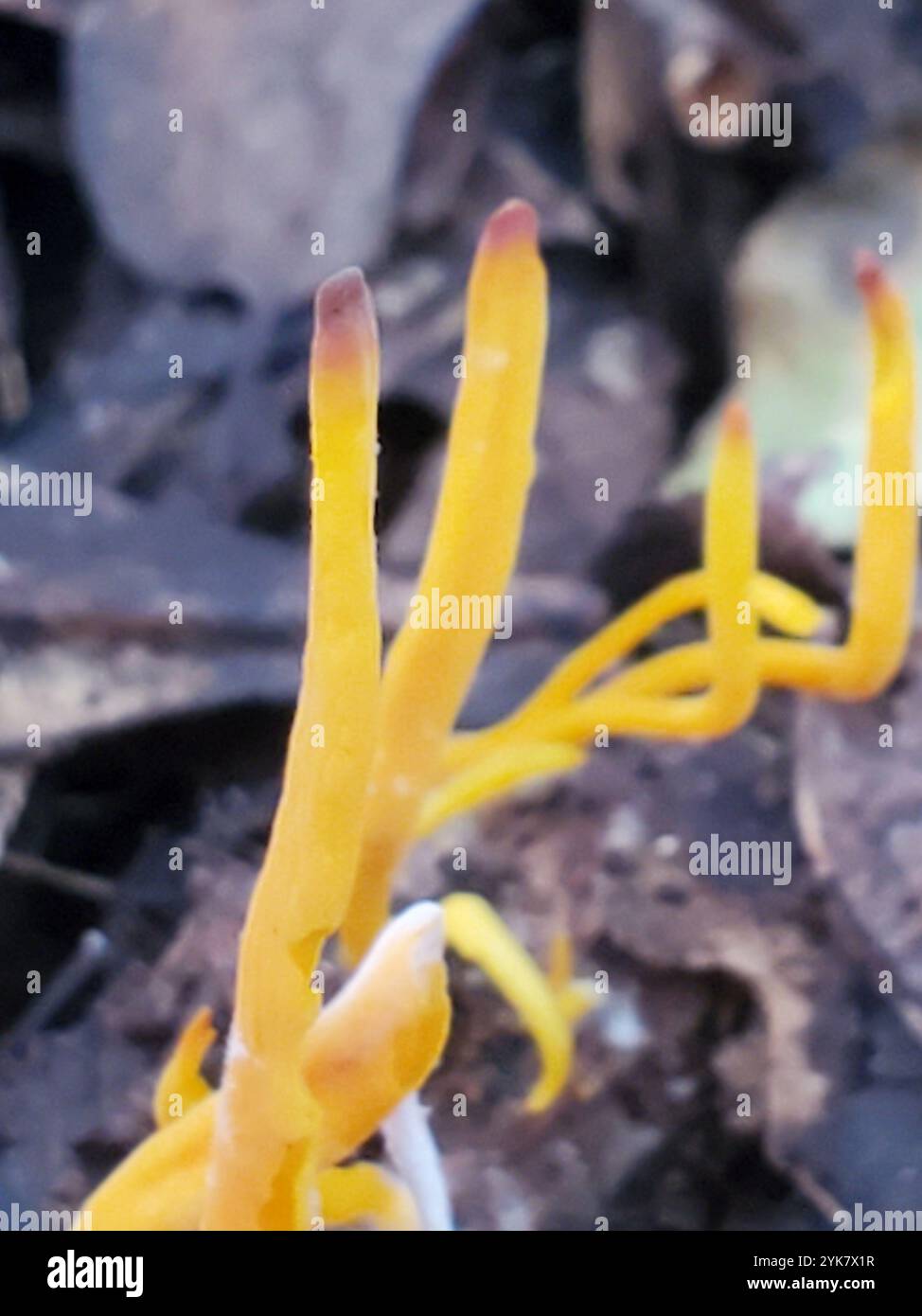 antler and spindle fungi (Clavariaceae Stock Photo - Alamy