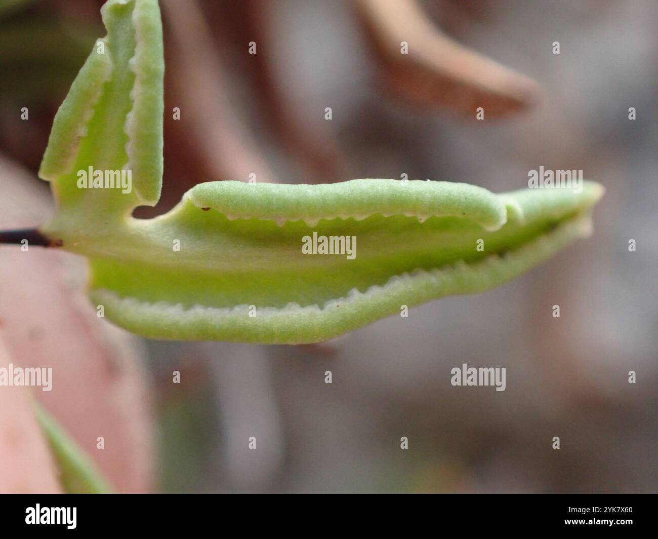 smooth cliffbrake (Pellaea glabella Stock Photo - Alamy