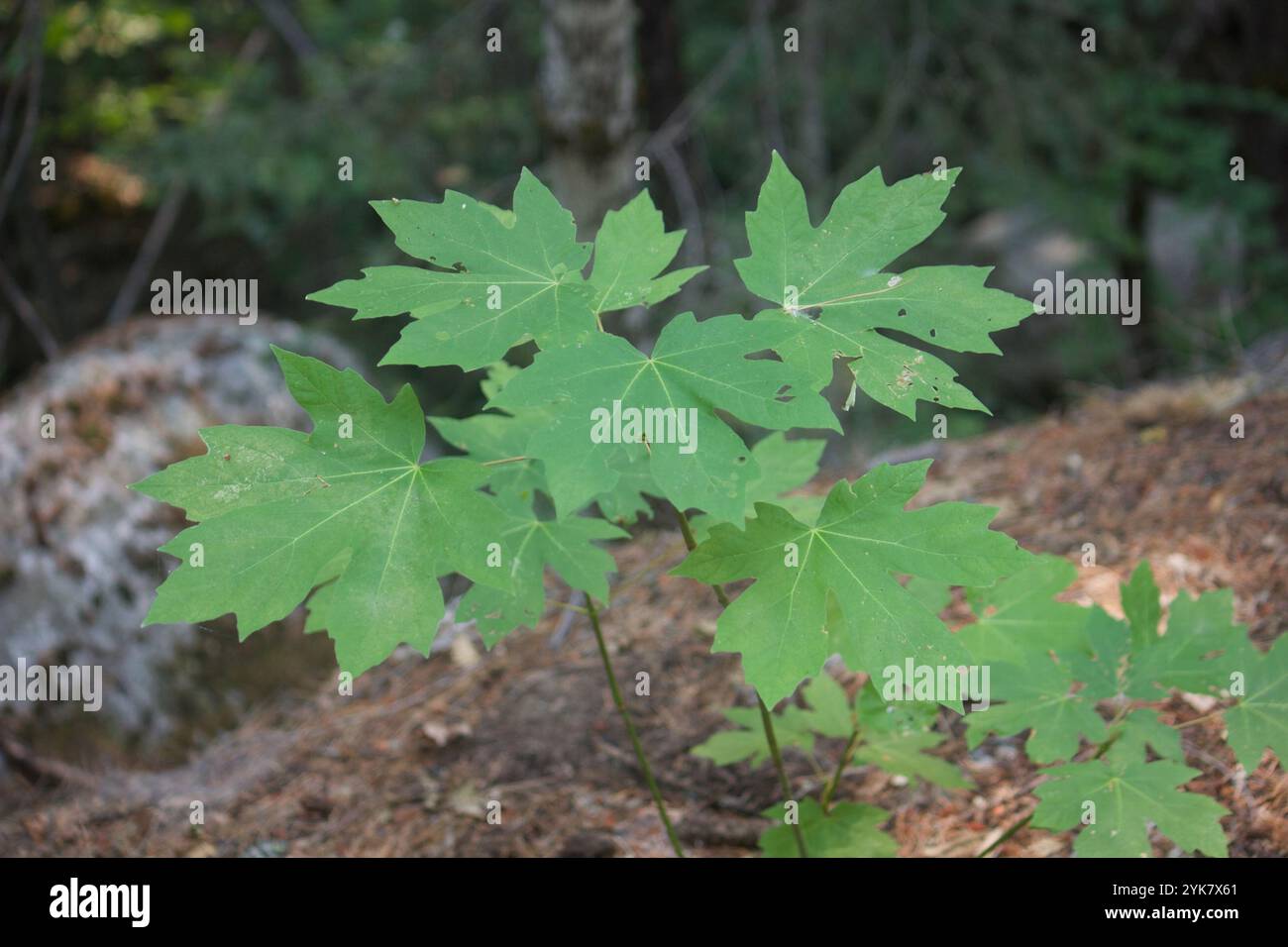 bigleaf maple (Acer macrophyllum Stock Photo - Alamy