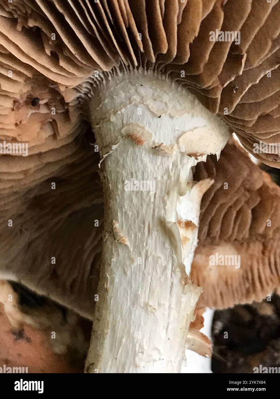 Poisonpie hi-res stock photography and images - Alamy