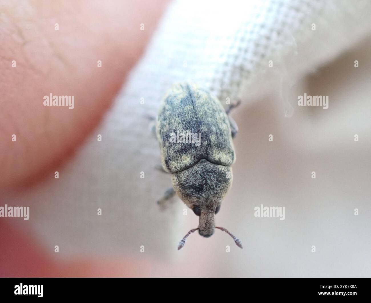 Lesser Knapweed Flower Weevil (Larinus minutus Stock Photo - Alamy