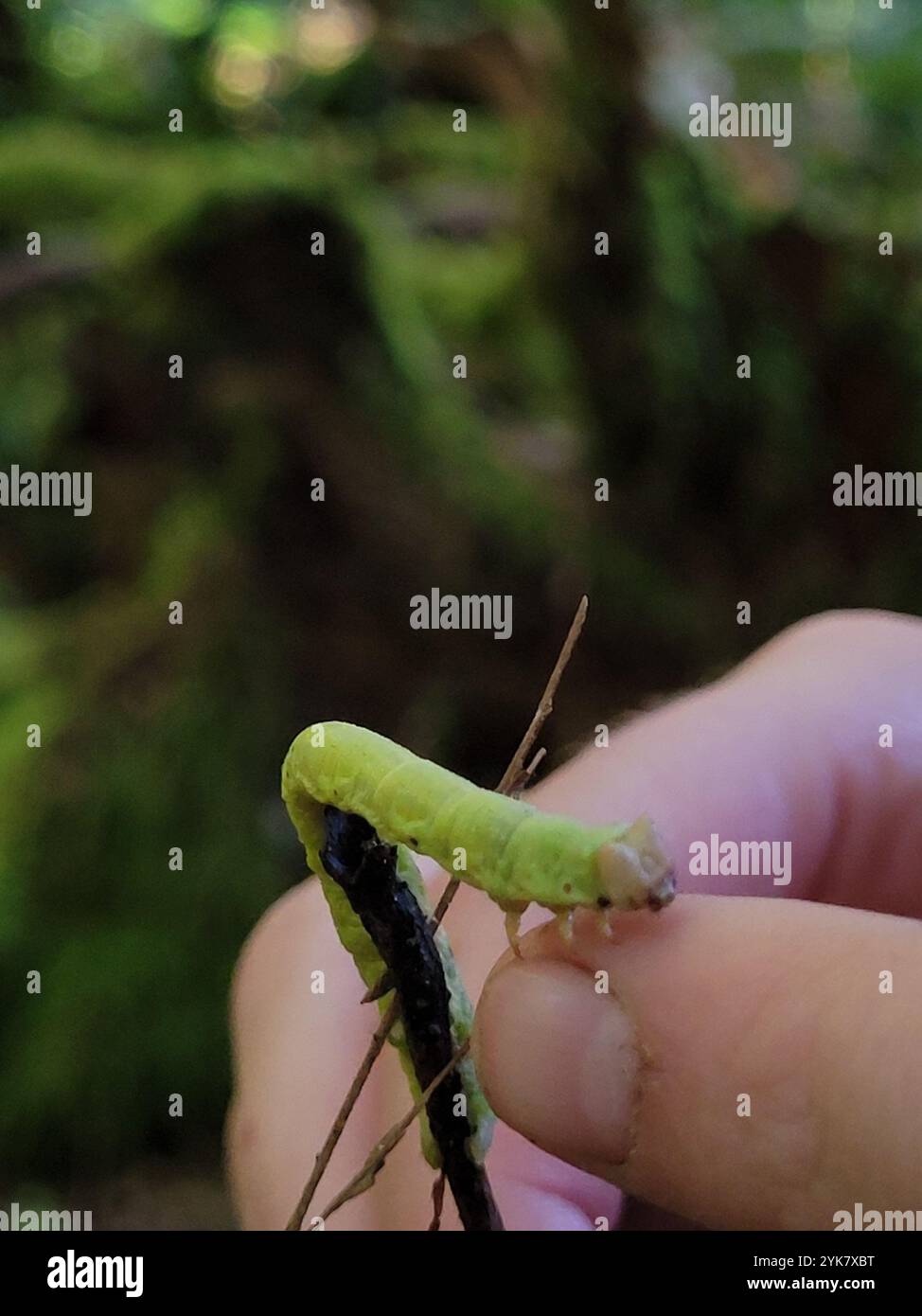 Peppered Moth (Biston betularia Stock Photo - Alamy
