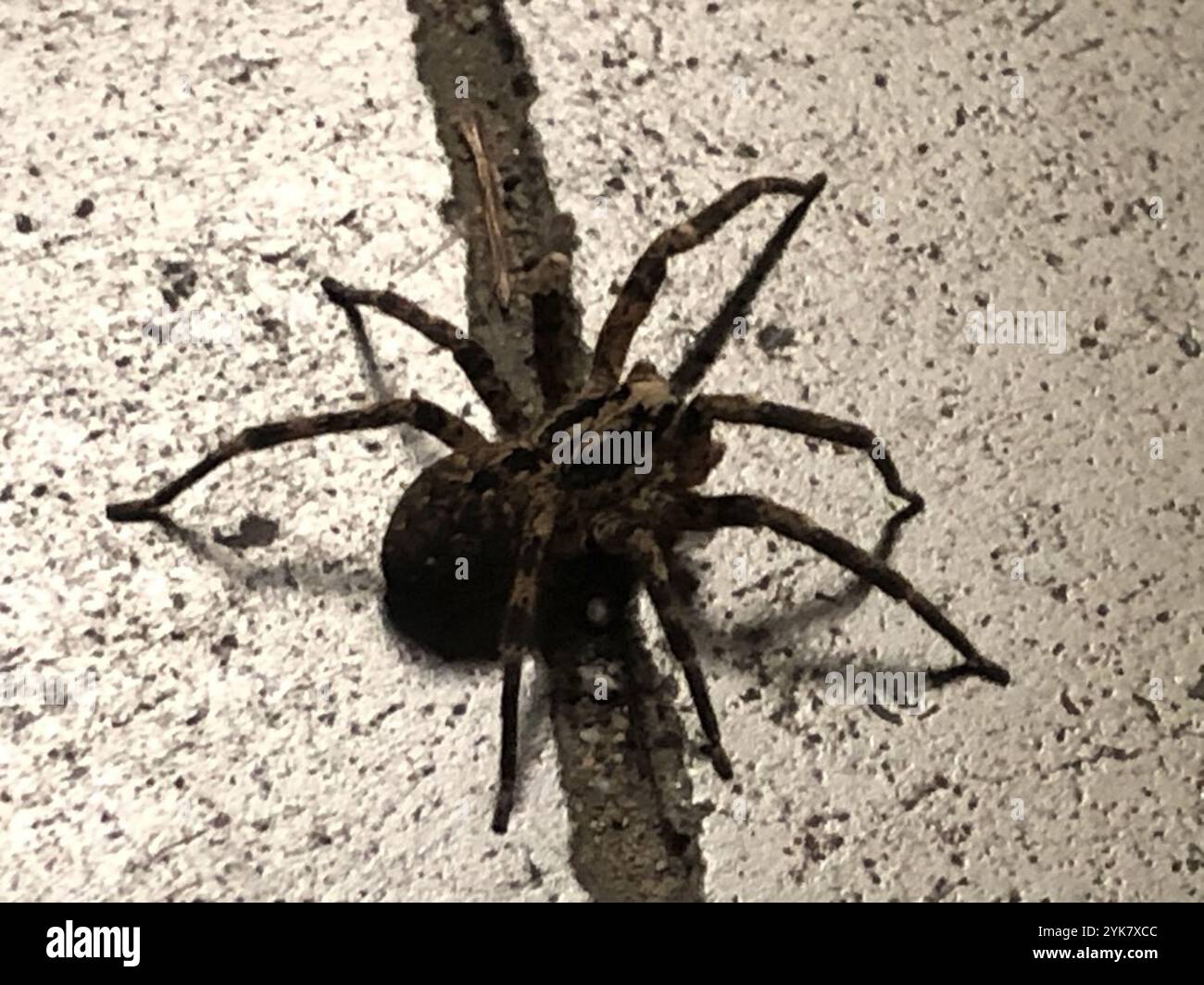 Mediterranean Spiny False Wolf Spider (Zoropsis spinimana Stock Photo ...