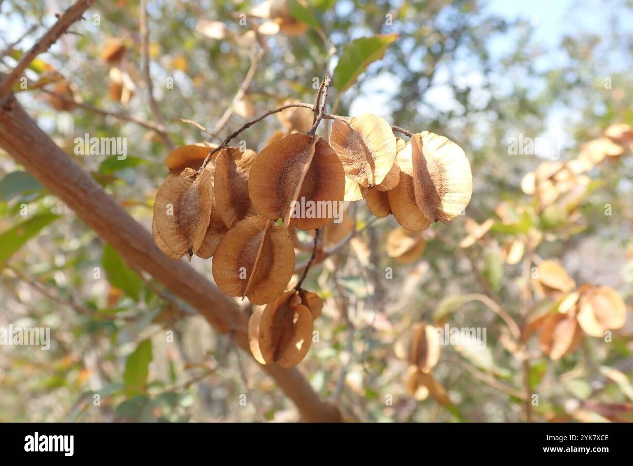 thicket bushwillow (Combretum padoides Stock Photo - Alamy