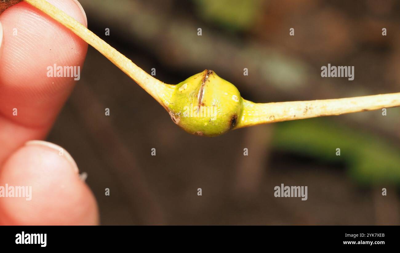 Poplar Leaf-stem Gall Aphids (Pemphigus Stock Photo - Alamy