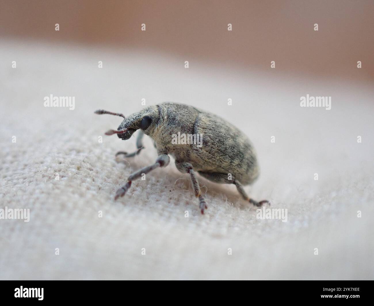 Lesser Knapweed Flower Weevil (Larinus minutus Stock Photo - Alamy