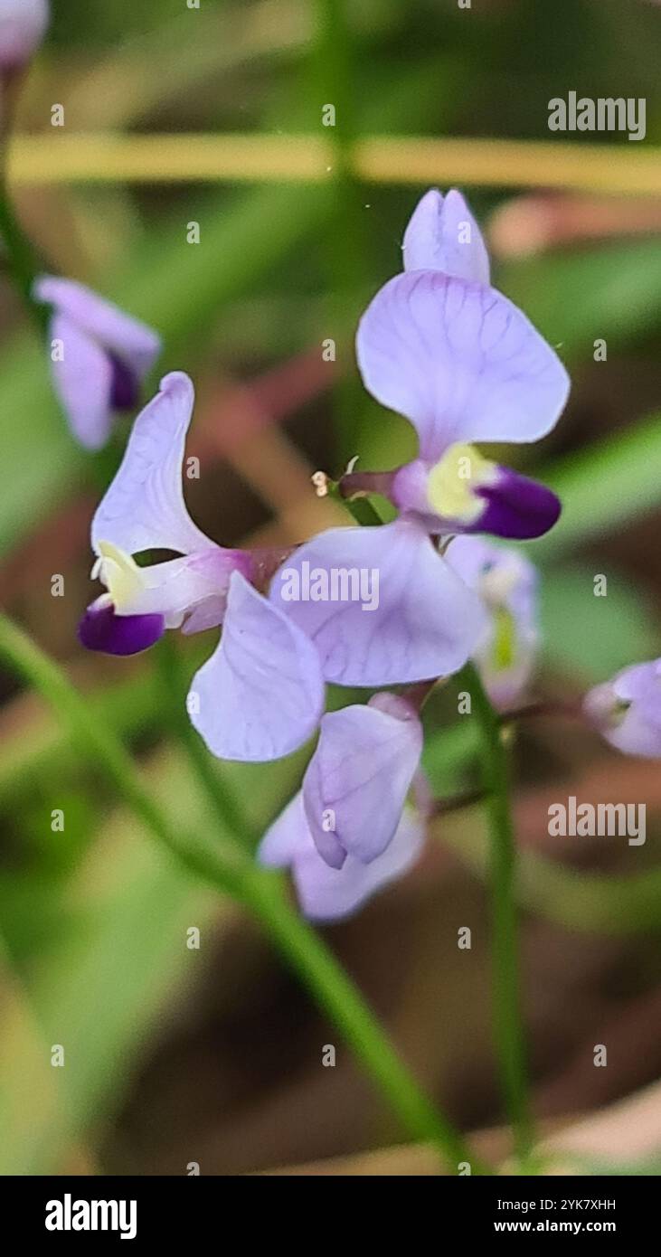 Comesperma volubile hi-res stock photography and images - Alamy